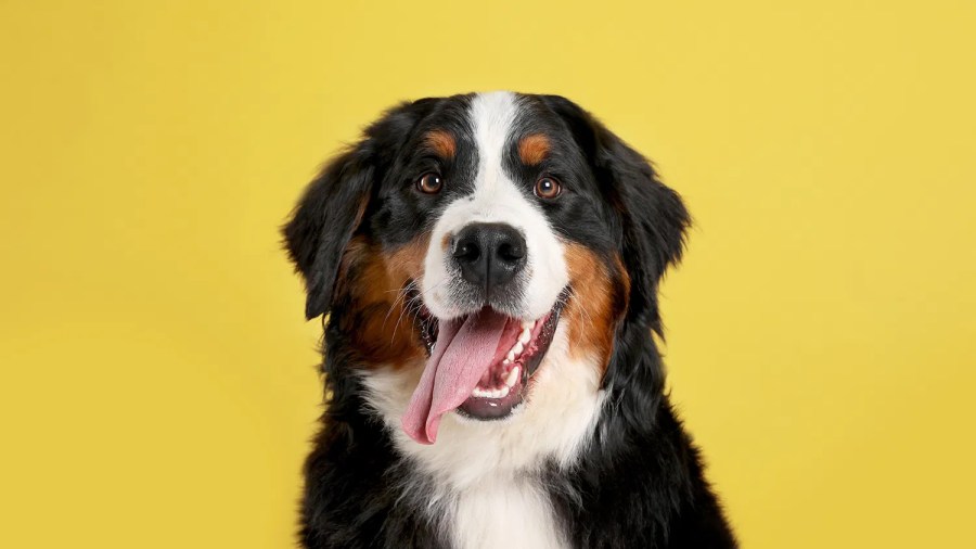Ricci Law Firm brings pets, fun to Greenville’s Wildwood Park
