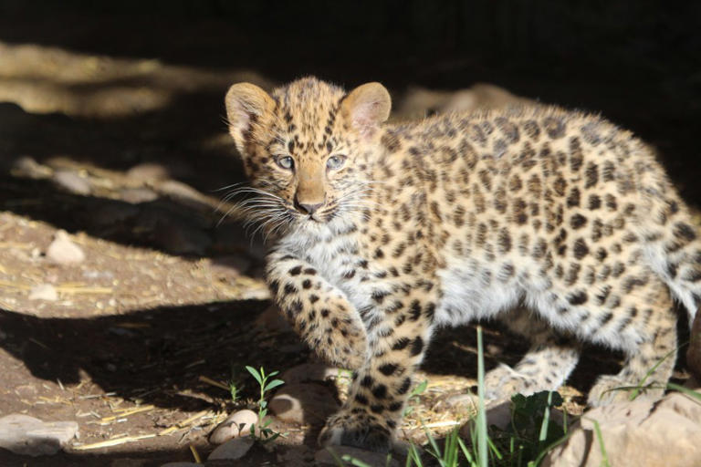 Hogle Zoo visitors can now see Amur leopard cubs