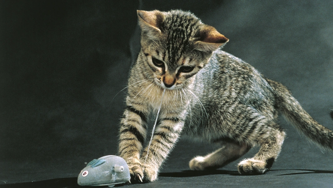 9 fascinating reasons cats are active at night
