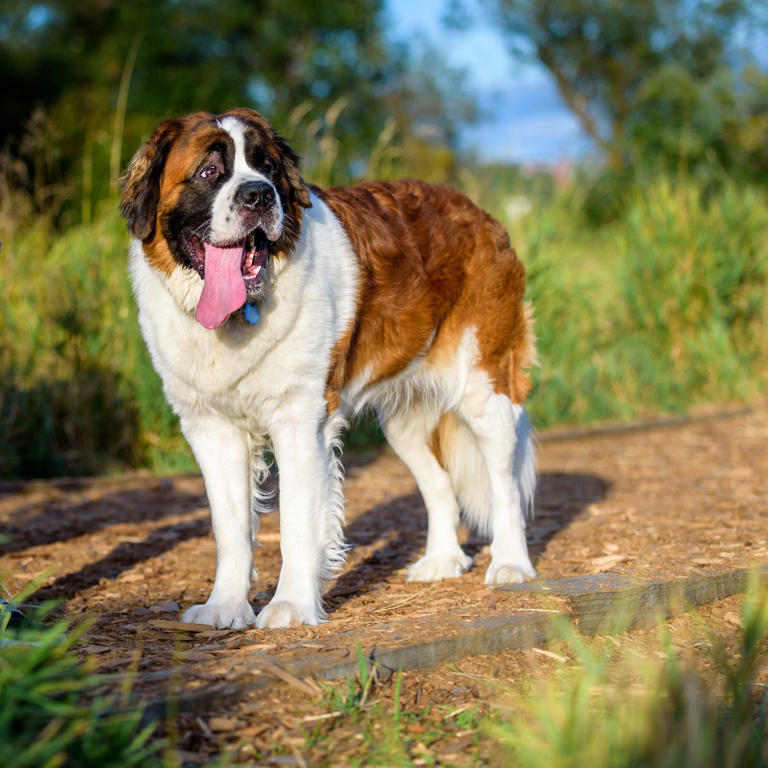 7 dog breeds that don’t cope well in hot weather—and how to keep them cool