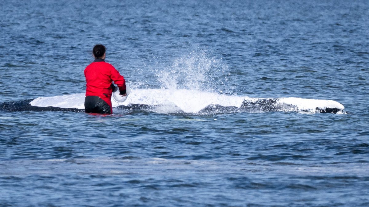 Tier-Ethikerin über Rettung von Ostsee-Wal „Timmy“: „Wir haben eine ...