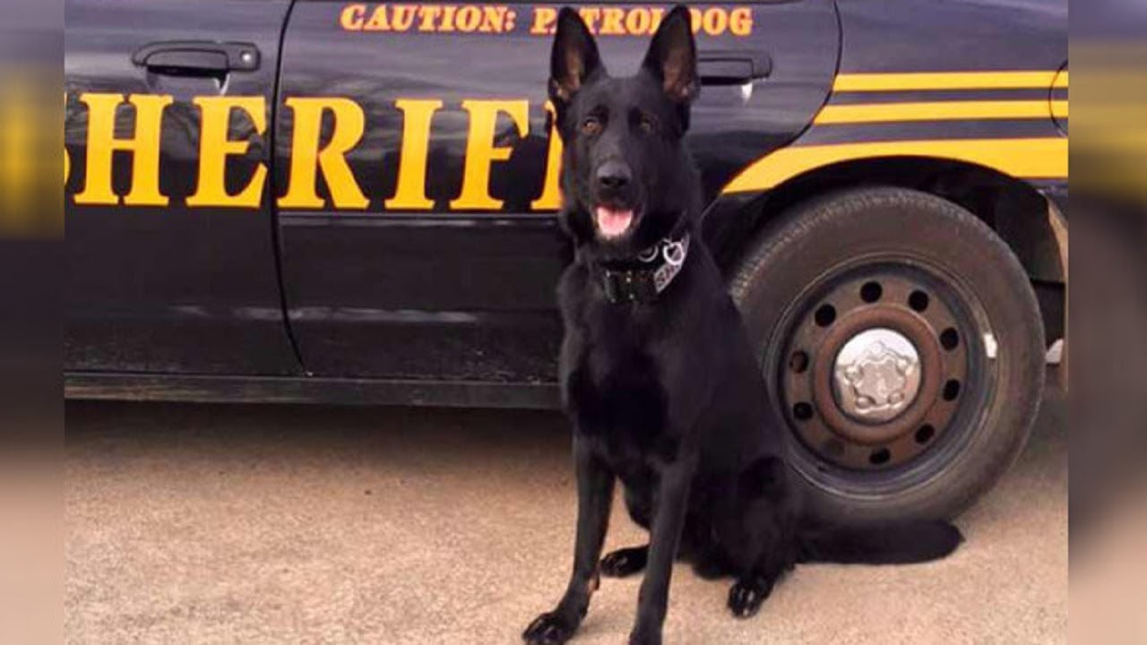 Proposed law in Ohio would mean mandatory jail time for killing a ...