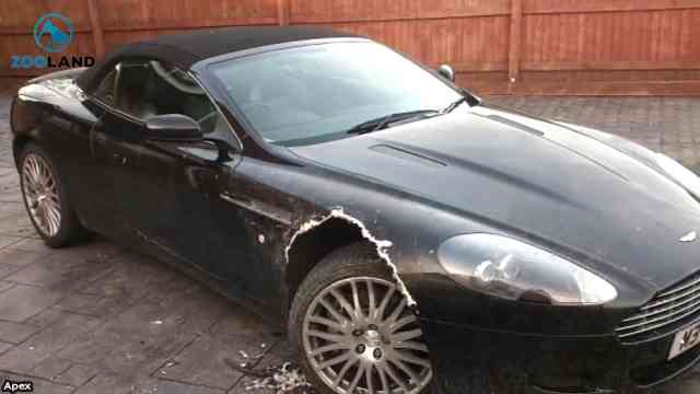 Man does something terrible to his dog after finding his luxury car damaged