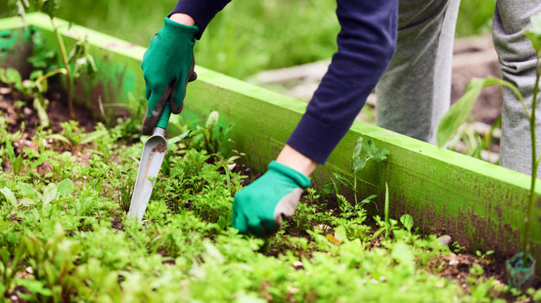 Ditch raised planter beds: The cheaper alternative that naturally keeps ...