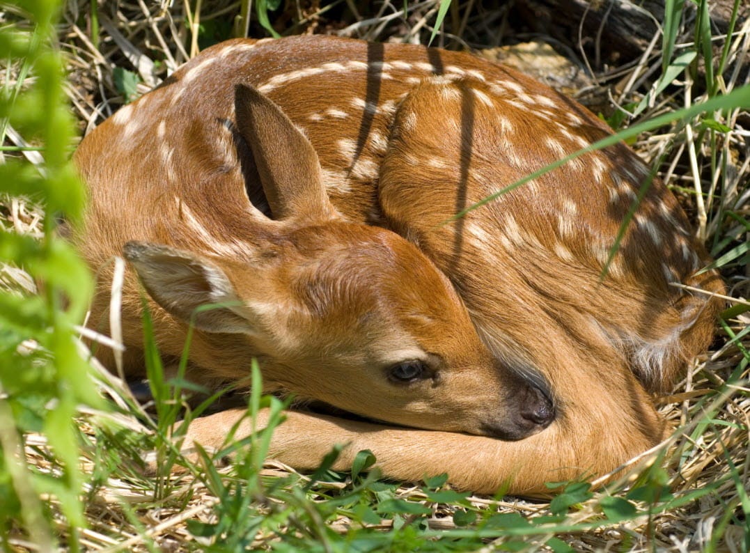 See a fawn alone in the wild? Don’t assume it's abandoned, neglected