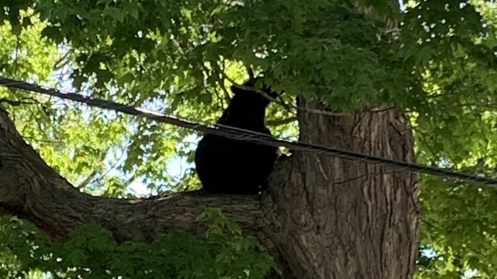Bear spotted in Mt. Pleasant neighborhood relocated safely to swamp