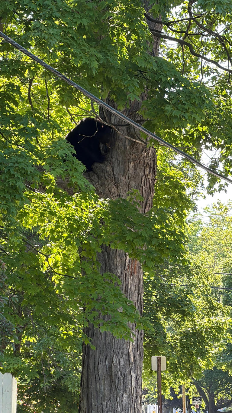 Bear spotted climbing tree in Mt. Pleasant