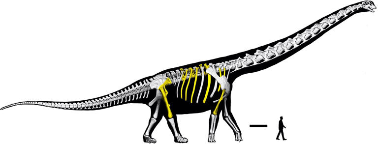 🦕 A new 'titan' dinosaur discovered in Thailand, the last of its kind