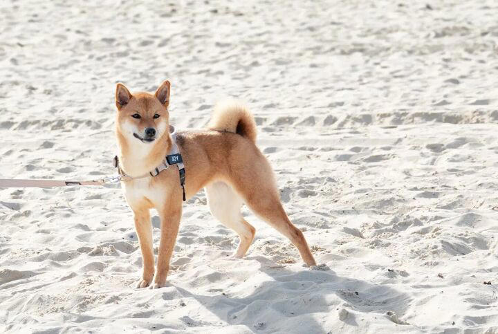 Tired of your dog constantly pulling? A smarter harness exists
