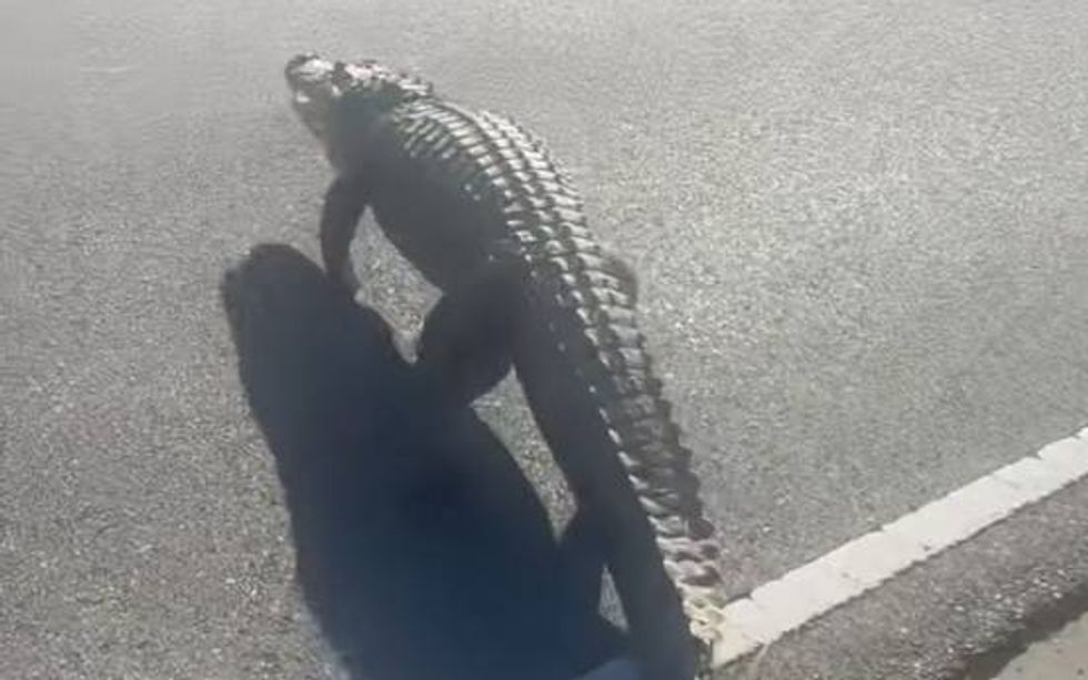 Cops say slow down to avoid hitting 'nature's speed bump'