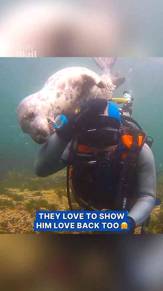 Curious seals befriend diver during incredible underwater encounter