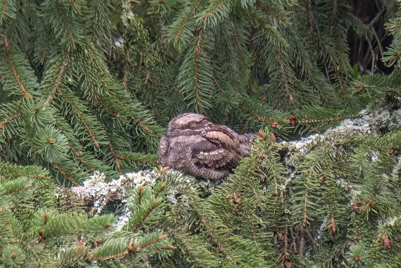 Night creatures... head out at dusk with Anna Allum at RSPB Pulborough ...