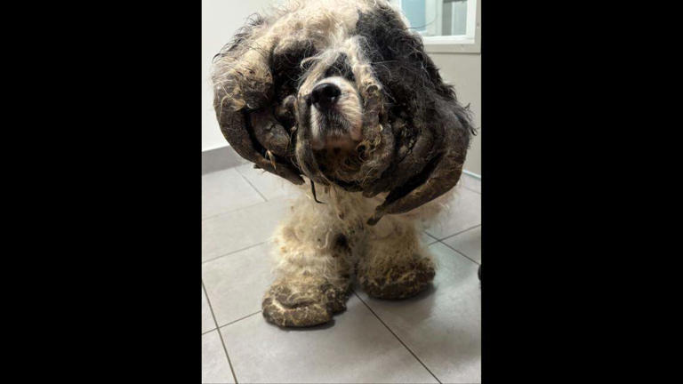 Mr. Pickles was 'the worst neglect case' NC rescue had seen. Look at ...