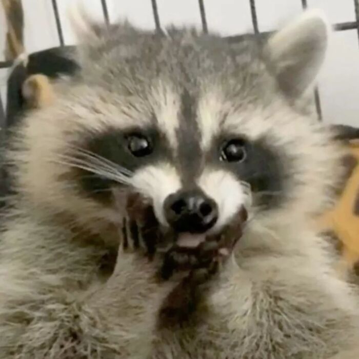 45 amusing photos capturing the quirky nature of raccoons