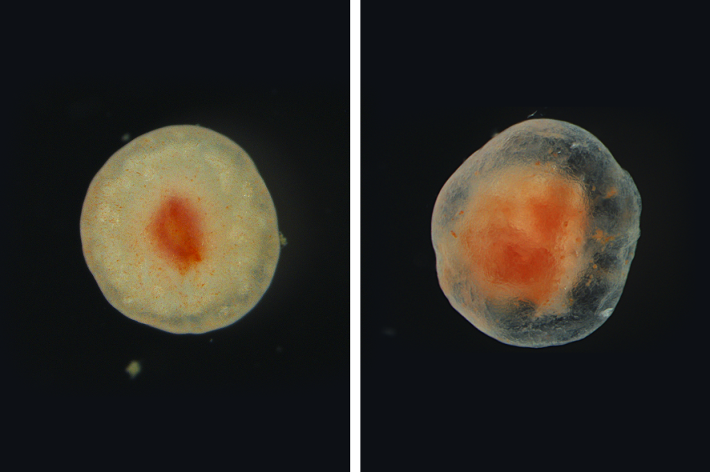 Scientists discover 'zombie' sea cucumber that could outlive us all