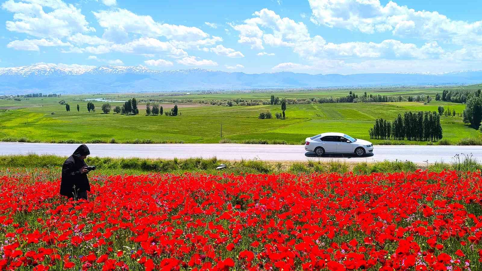 Muş’taki doğal gelincik tarlası vatandaşların ilgi odağı oldu