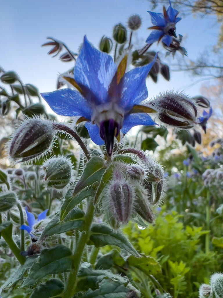 These flowers drop their own seeds so you get more blooms next year