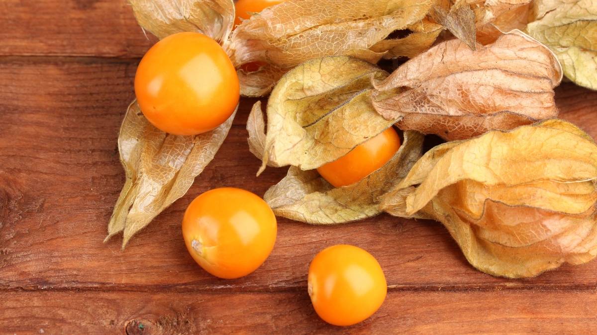 Rajčata jsou passé. Česko dobývá oranžový diamant. Chutná po ananasu a ...