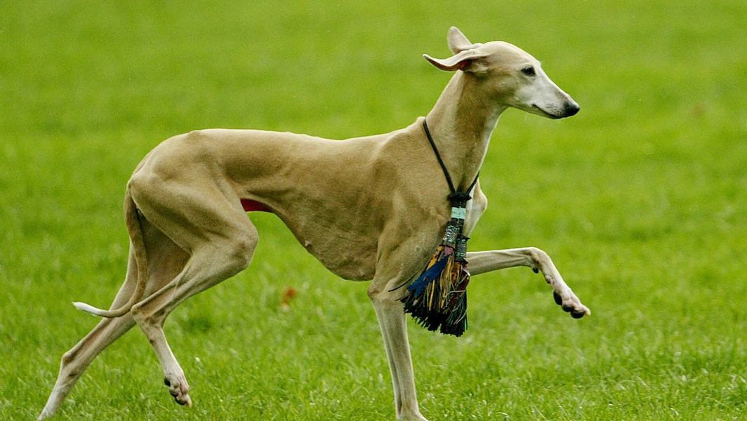 13 rare and lesser-known dog breeds