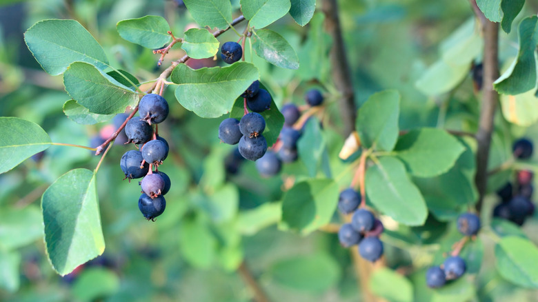 Eight fruit trees you should rethink growing and eight you should try ...