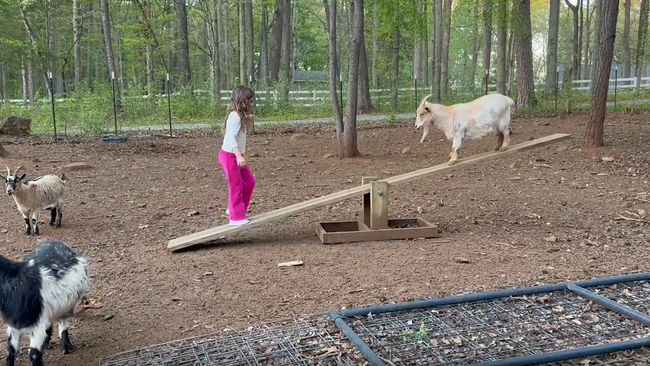 Seesawing girl and goat share ups and downs of farm life