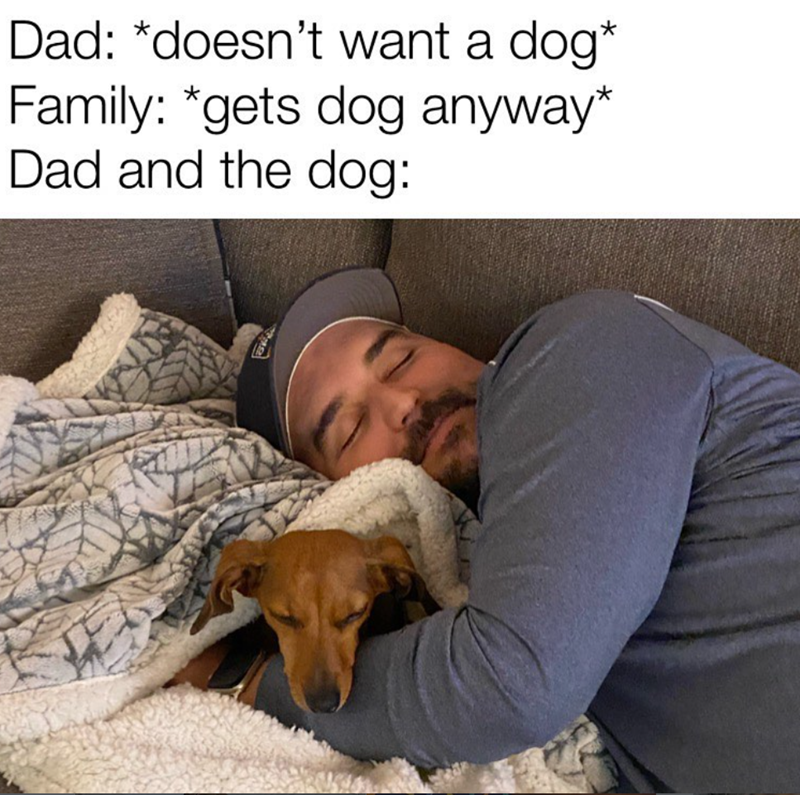 21 sausage-shaped dachshund memes for pups who bark first and ask ...