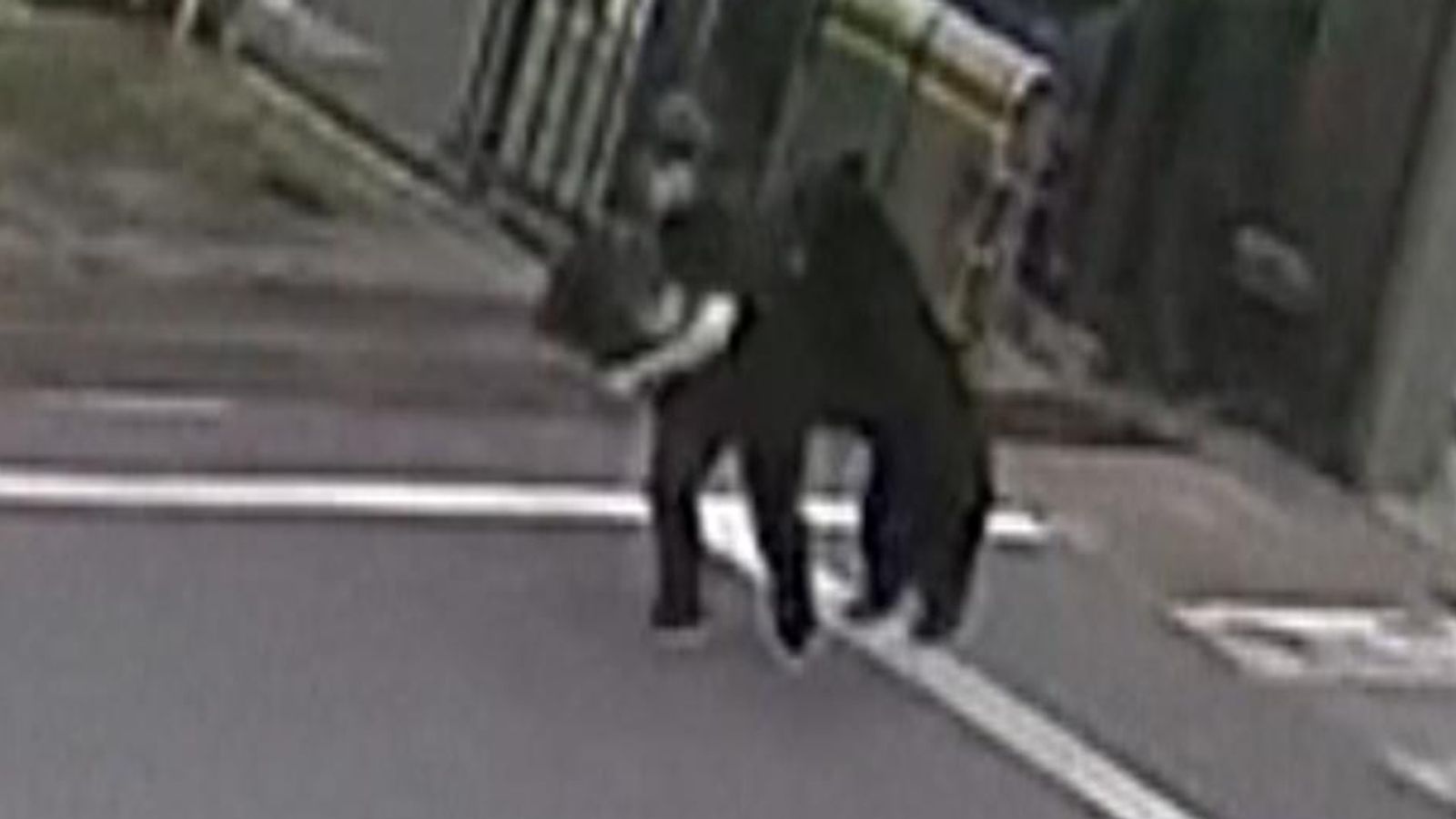 Bear throws man to ground in Japan