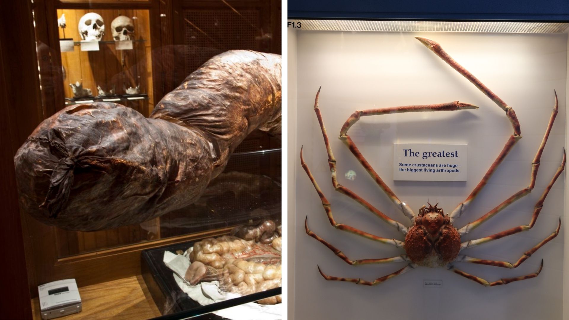The strange, untold history behind famous museum exhibits