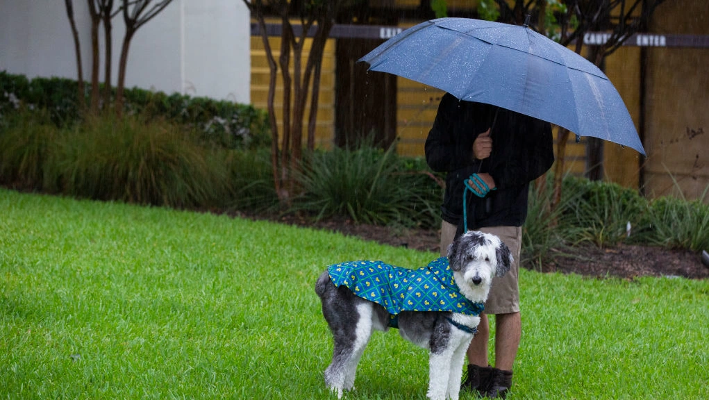 15 effective storm anxiety solutions for dogs