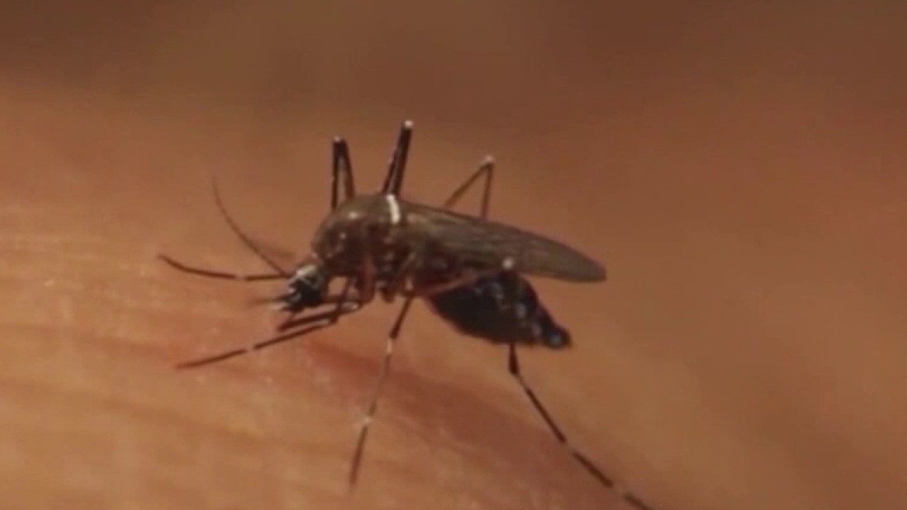 Mosquitoes associate DEET with food: Study