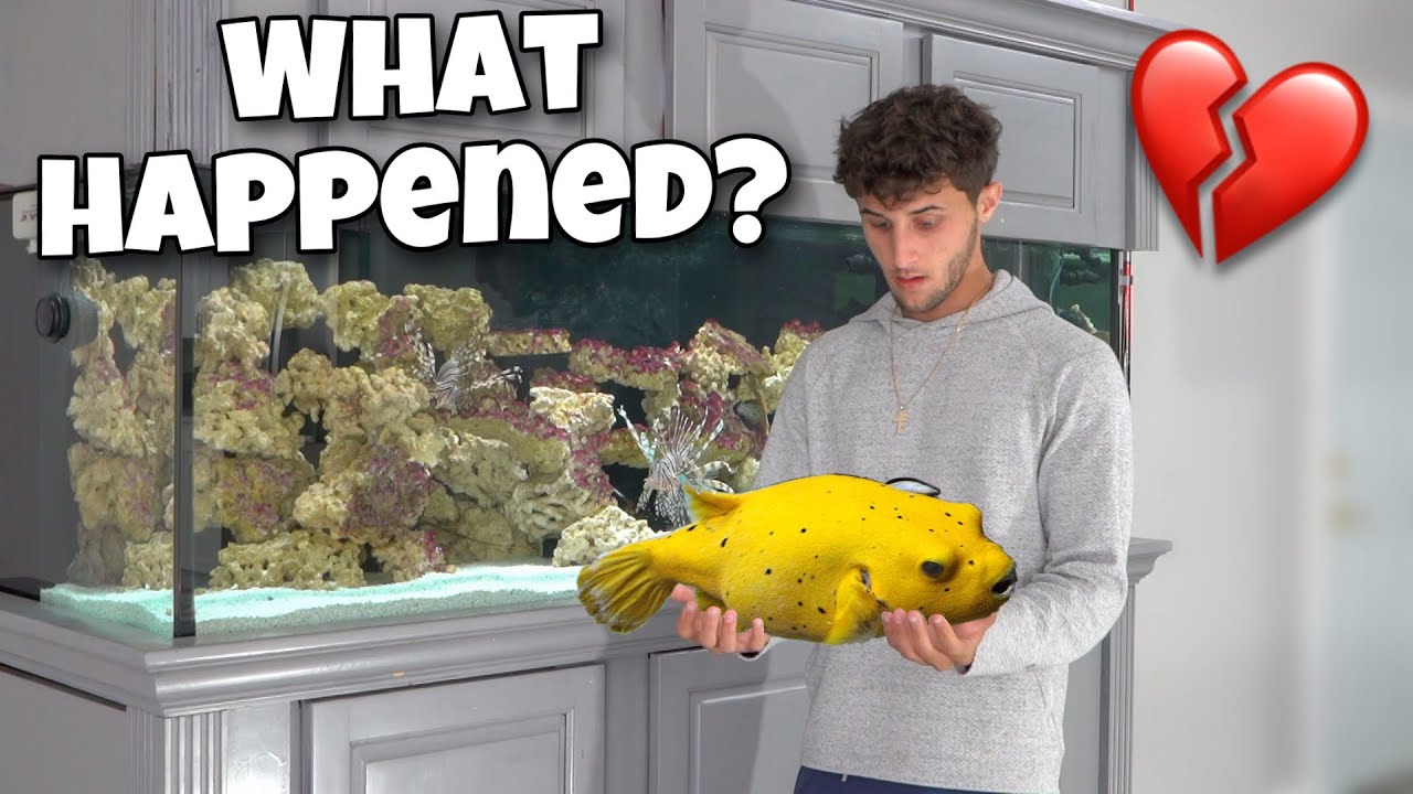 My rarest fish died while transferring
