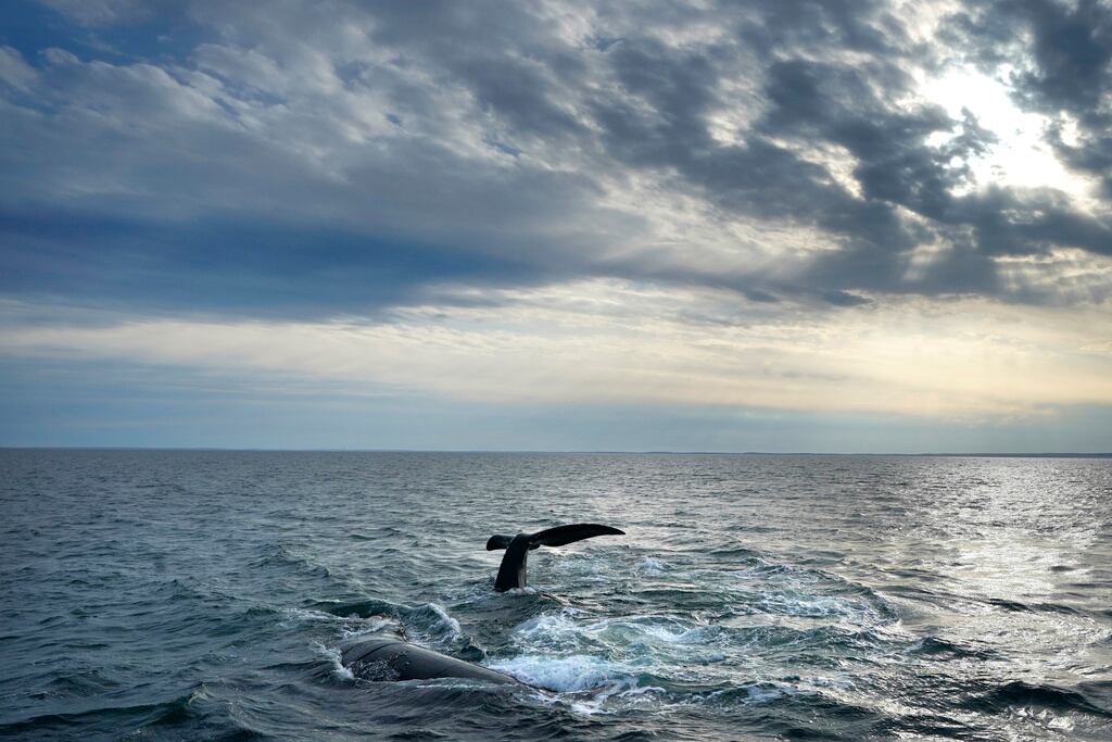 Federal review of whale protection rule stirs concerns for some