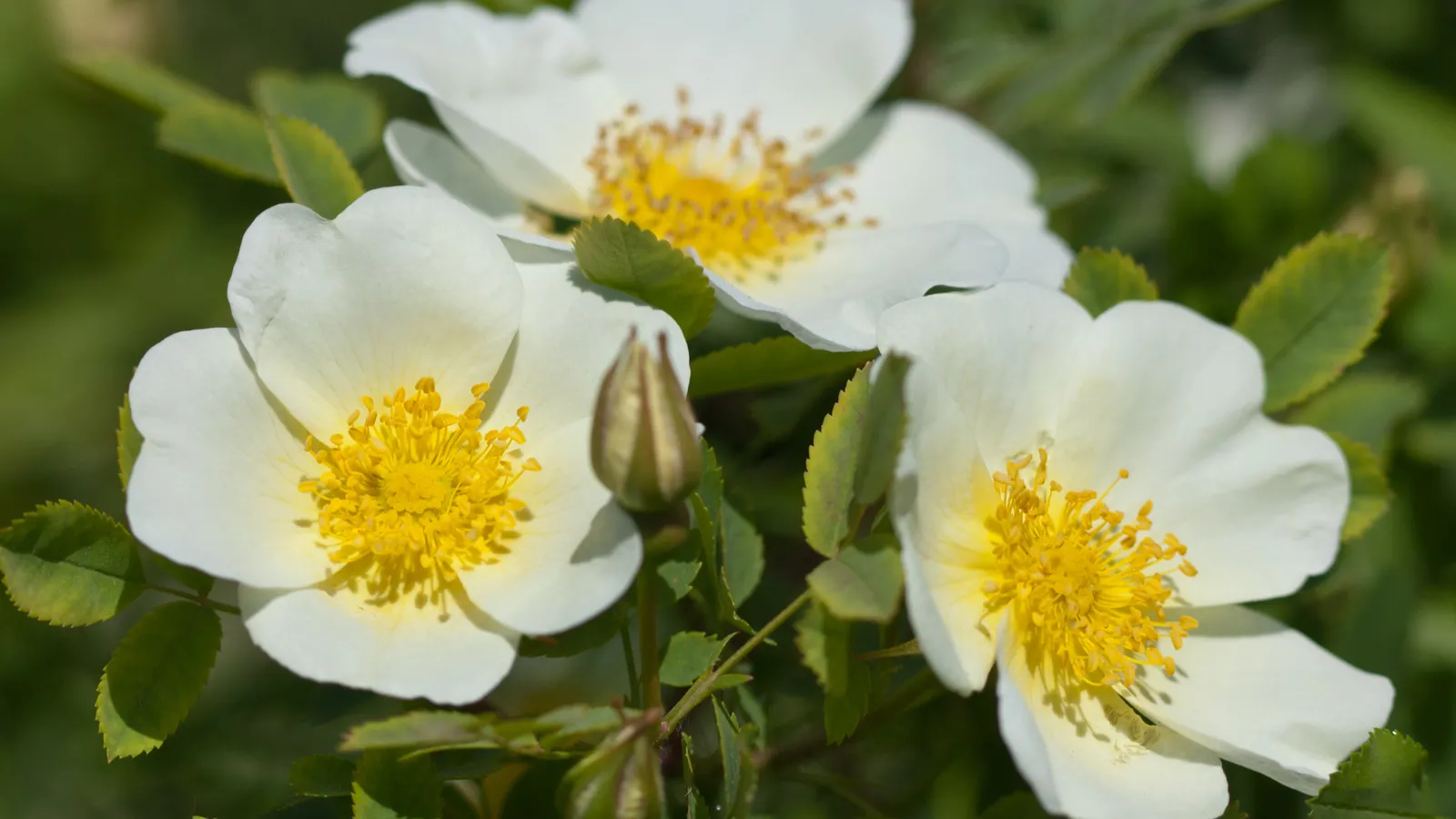 Why experienced gardeners avoid planting this striking rose variety