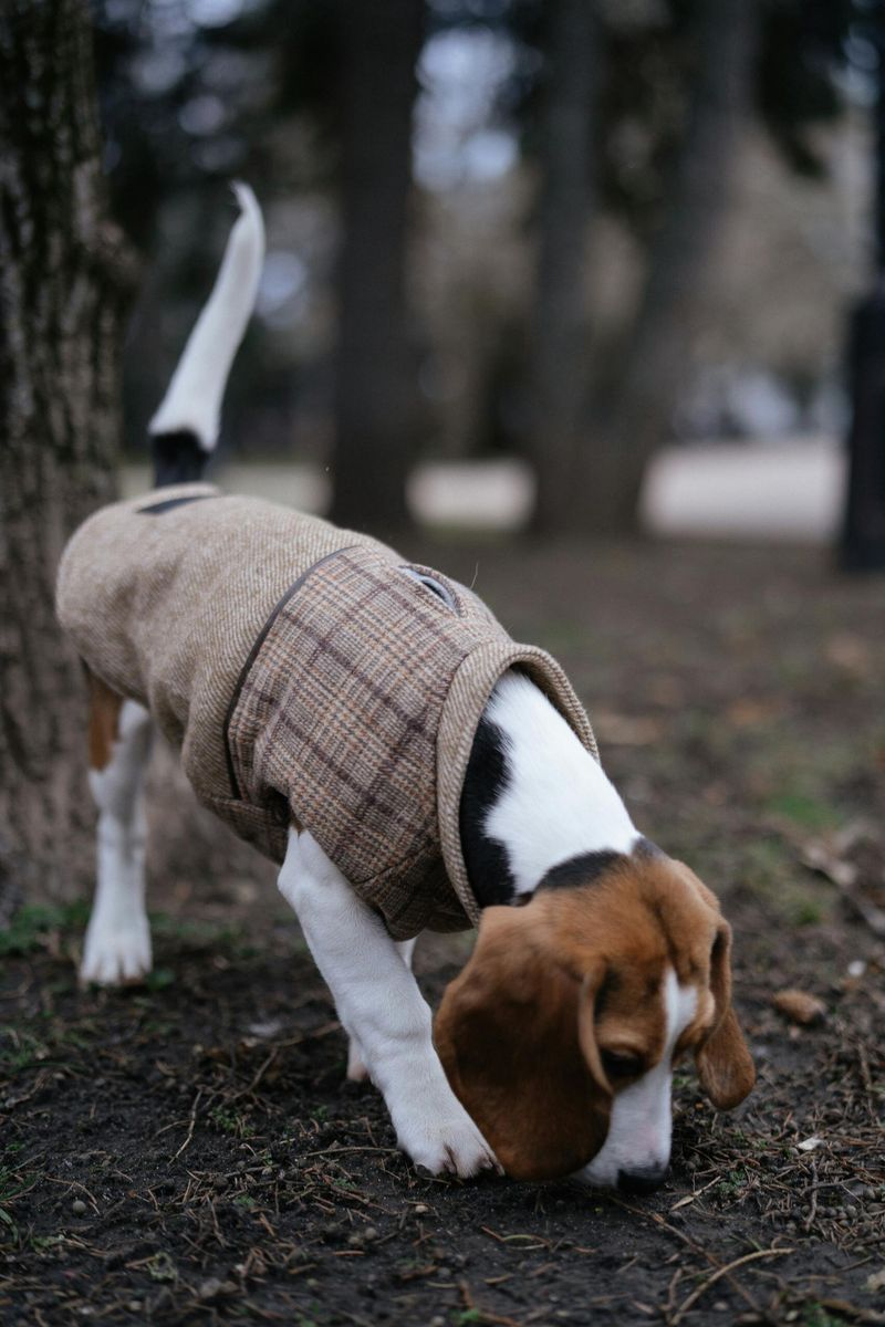 These 10 dogs can gain weight fast after neutering without the right ...