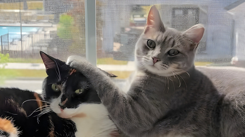 Cat gets a new feline sibling & the pair are obsessed with each other