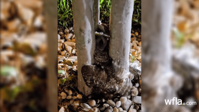 'Unbelievable': Pasco firefighter rescues owl stuck in middle of tree