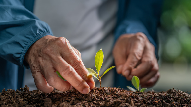 Not English ivy: The less invasive alternative for your yard