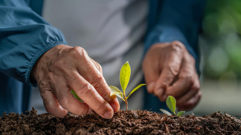 Not English ivy: The less invasive alternative for your yard