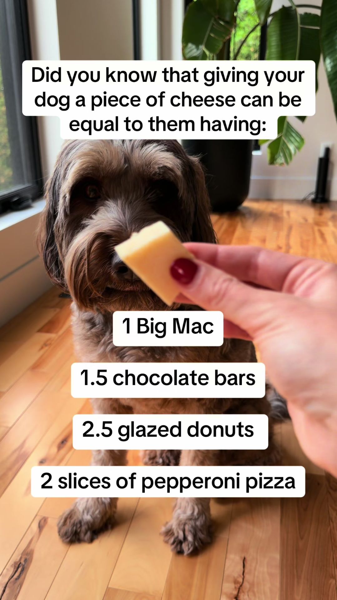 Tiny treats for us, massive feasts for our dogs