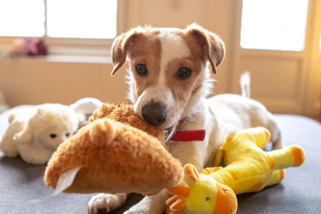8 habits dogs only develop with humans they truly trust