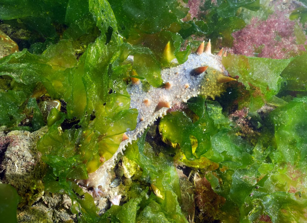 Scientists discover 'zombie' sea cucumber that could outlive us all