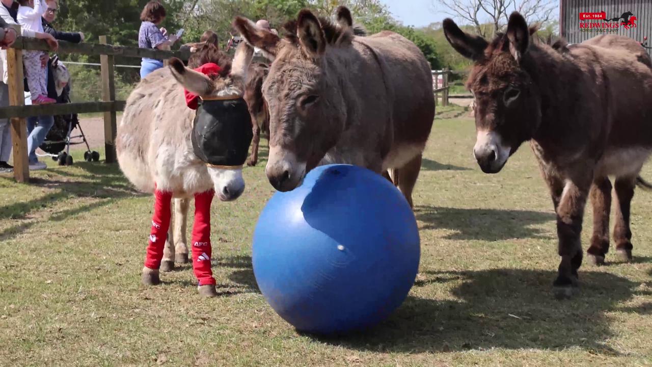 Raw video: Arsenal's old football socks given new life helping rescued ...