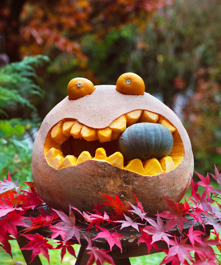 Grow your own pumpkins for Halloween – but sow right now in early June ...