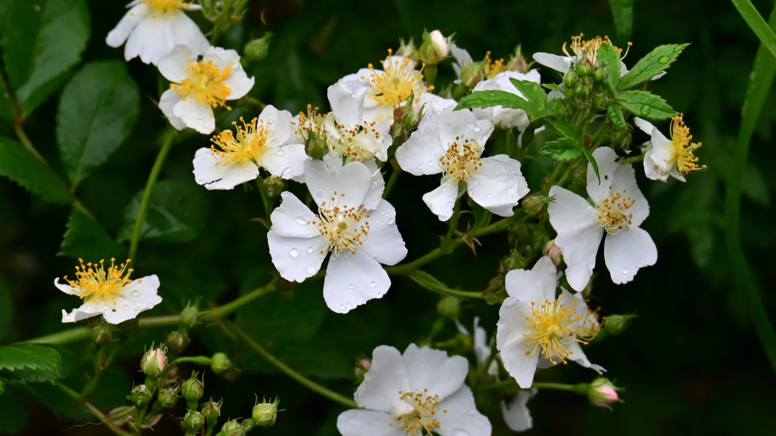 Why experienced gardeners avoid planting this striking rose variety