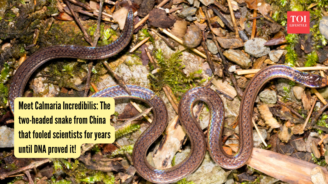 Meet Calmaria incredibilis: The two-headed snake from China that fooled ...