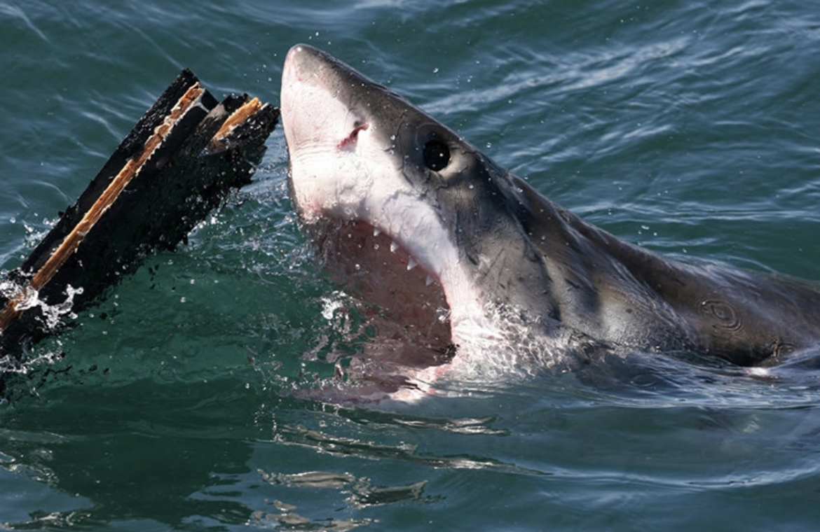 Teen's 20-meter swim for survival: Shark attack victim defies the odds