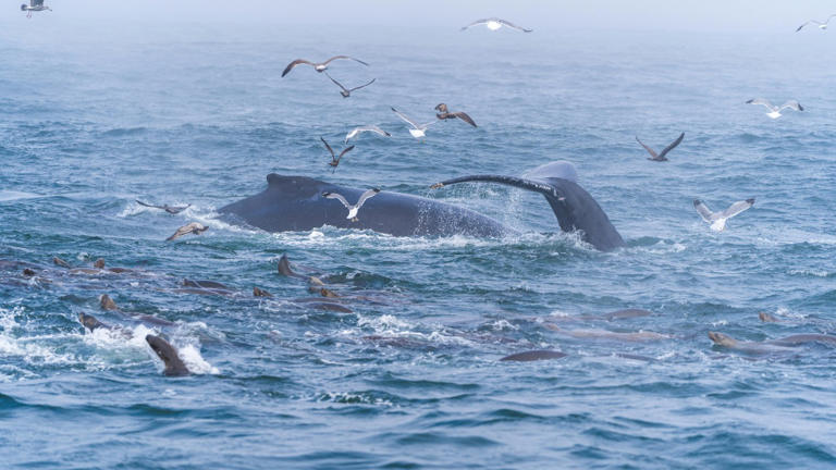 Gray whales are abandoning the migration route they have used for ...