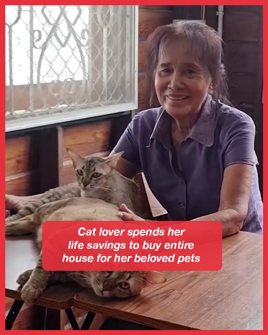 Cat lover spends life savings on $28,000 home for her pets