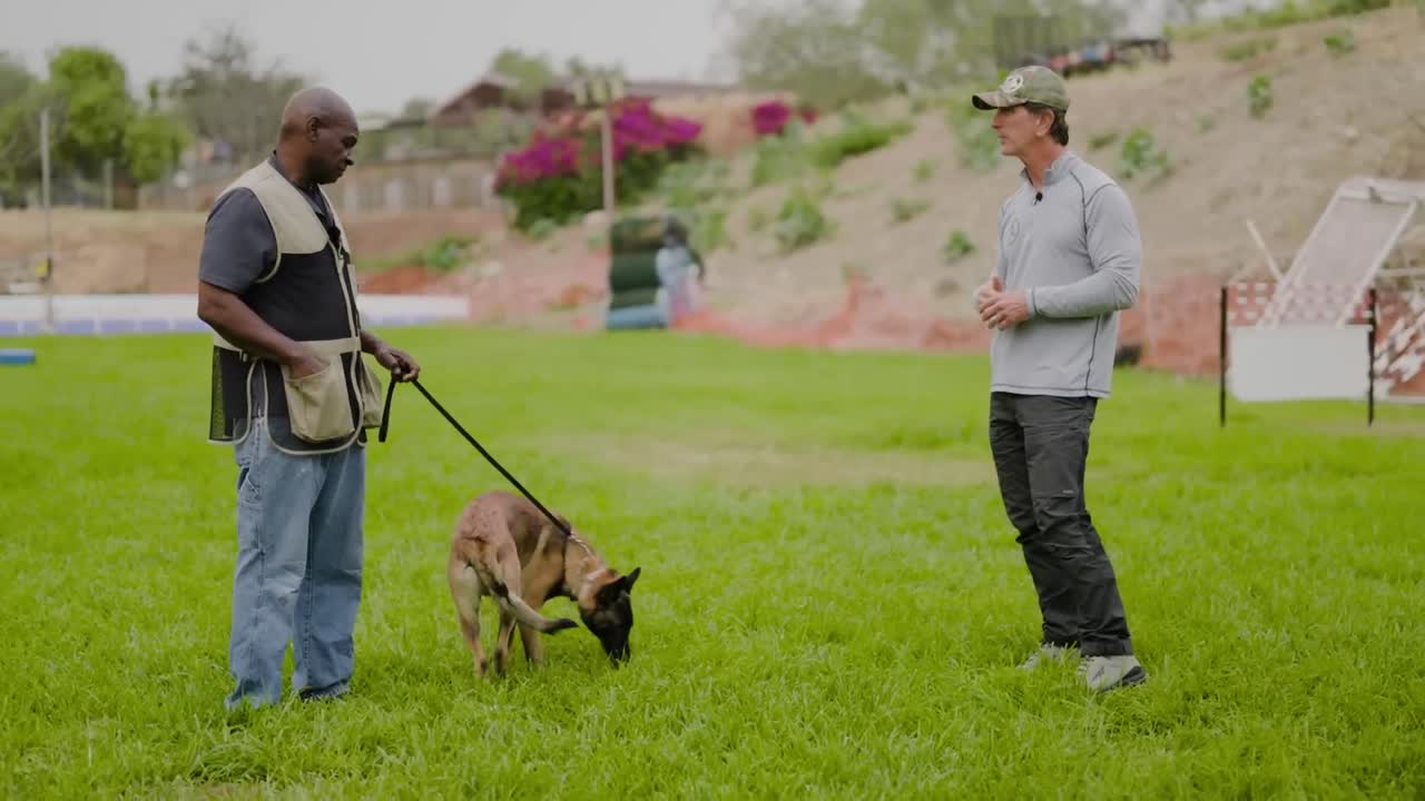 Unlock your dog's potential