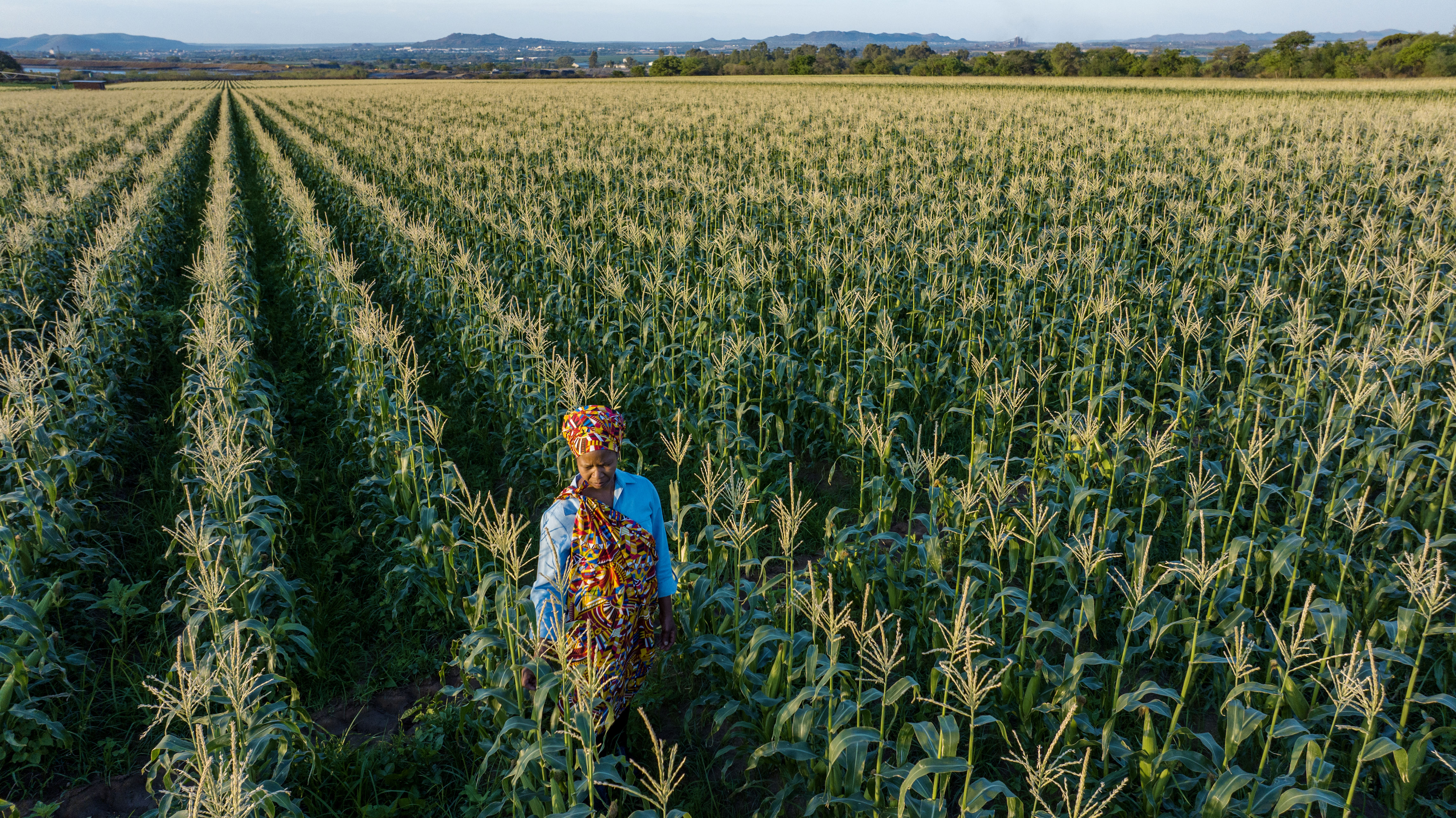 Africa's biggest maize producer resumes export after historic harvest ...